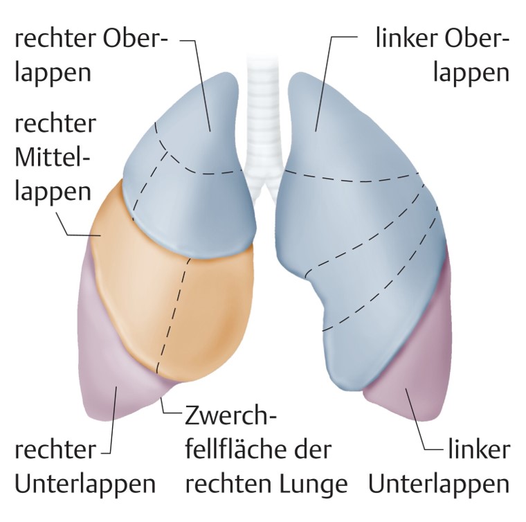 Die Lunge - Anatomie und Funktion | DKV Die Lunge - Anatomie und Funktion | DKV